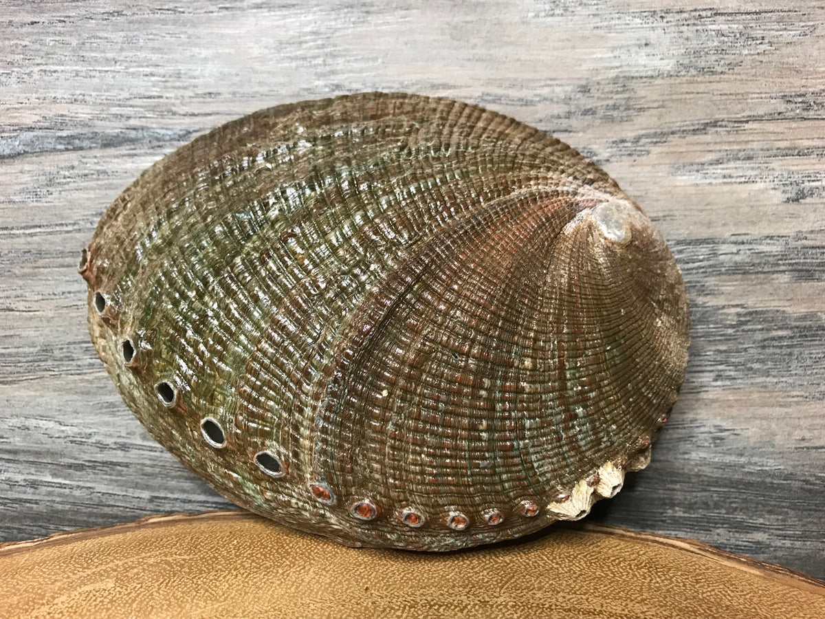 Abalone Shell – Rockmystic